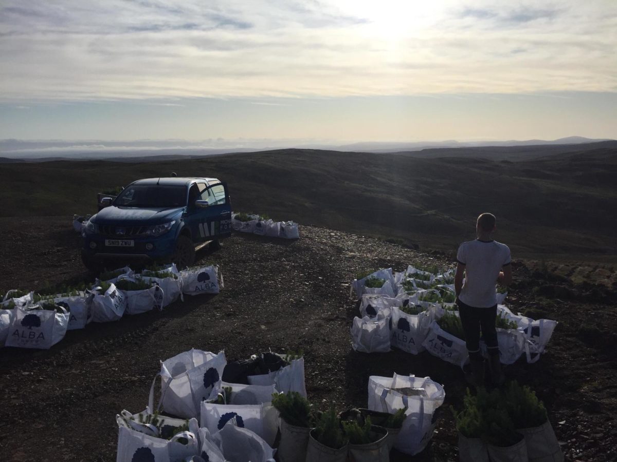 Gallery - Michael Ramage Forestry